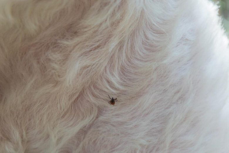 What Do Fleas Look Like? Exploring the World of Flea Appearance